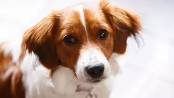 Spaniel britânico