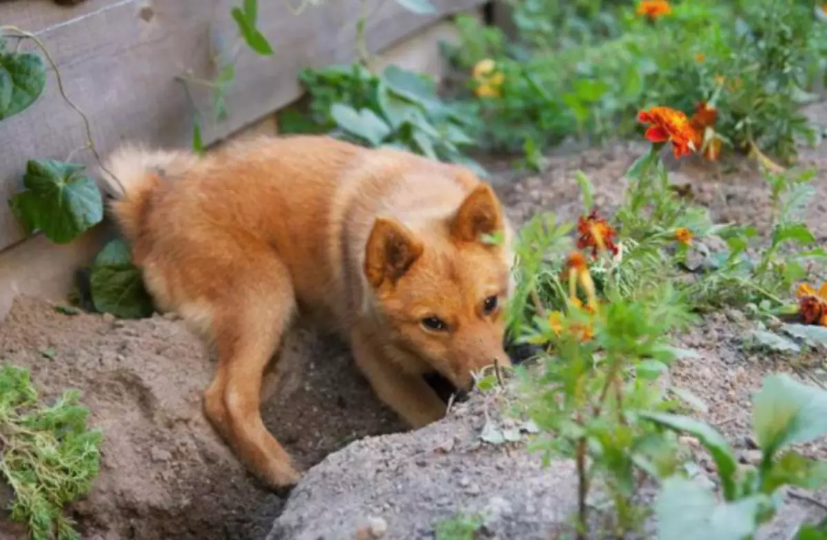 Köpek doğurmak bitirmek spitz