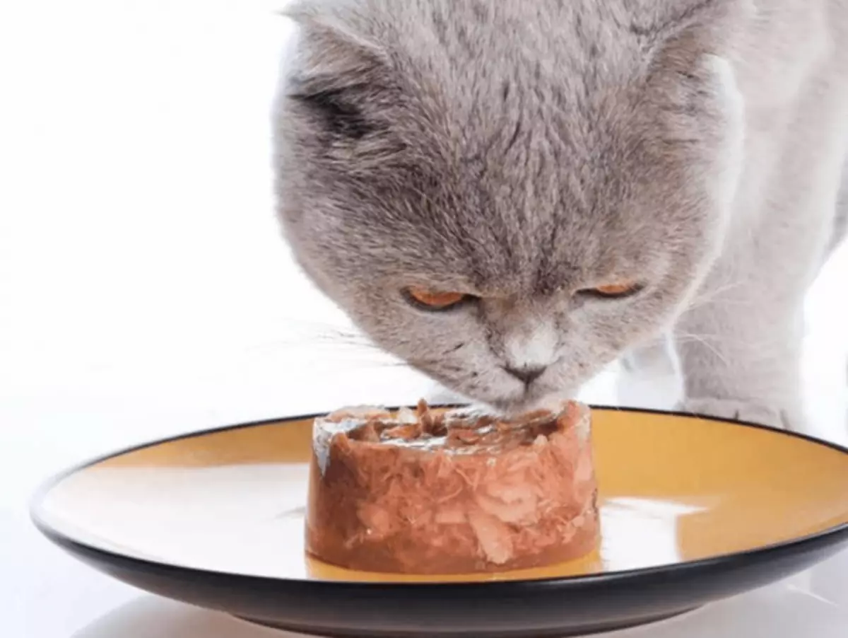 Macska eszik
