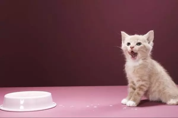 Kitten dekat mangkuk