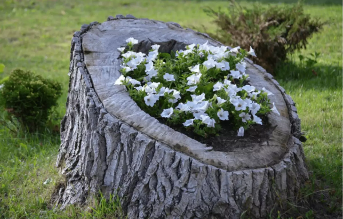 Stump with flowerumboy kruvria