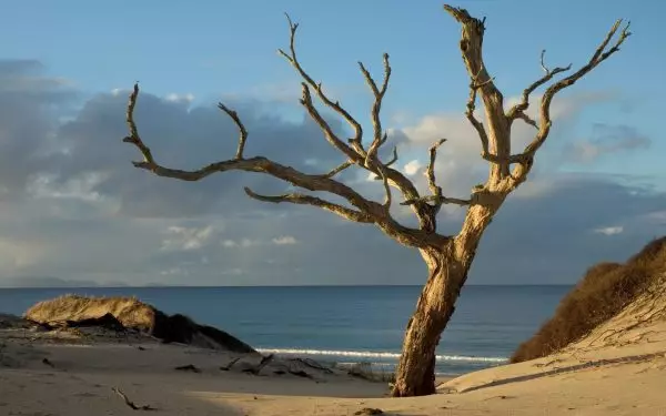 Árvore seca no mar