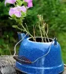 Old kettle as a flower pot