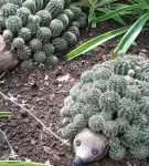 Awọn hedgehogs lati cacti