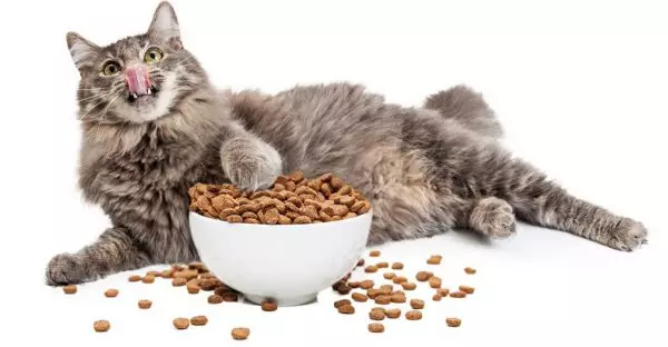 Kočka leží vedle mise naplněné suchým jídlem