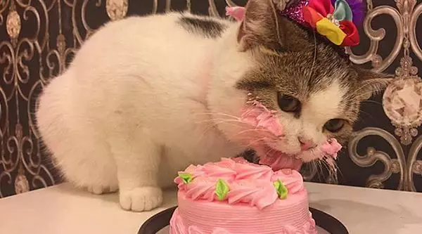 Kucing memakan kue