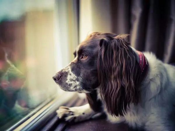 Šuo žiūri į langą