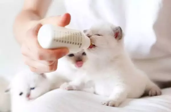 एक बोतल से सफेद बिल्ली का बच्चा पीता है