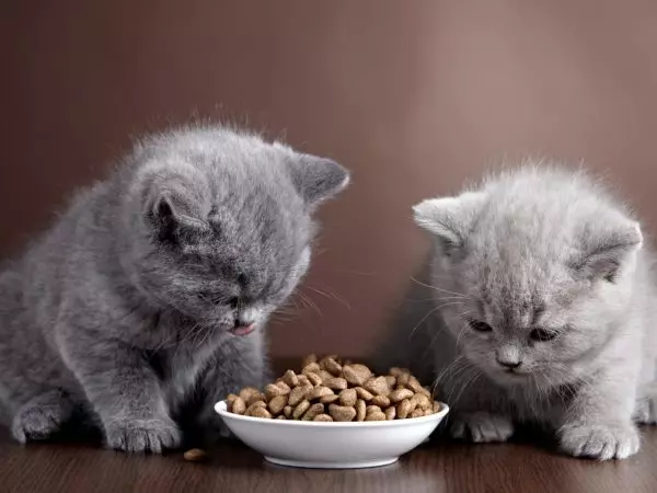 بچه گربه های خاکستری در کنار یک بشقاب خشک خشک