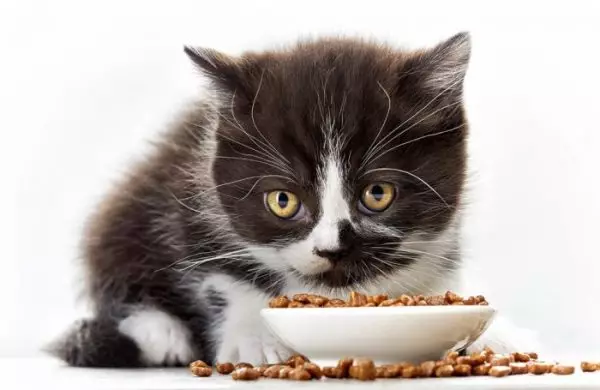 ลูกแมวและอาหารแห้ง