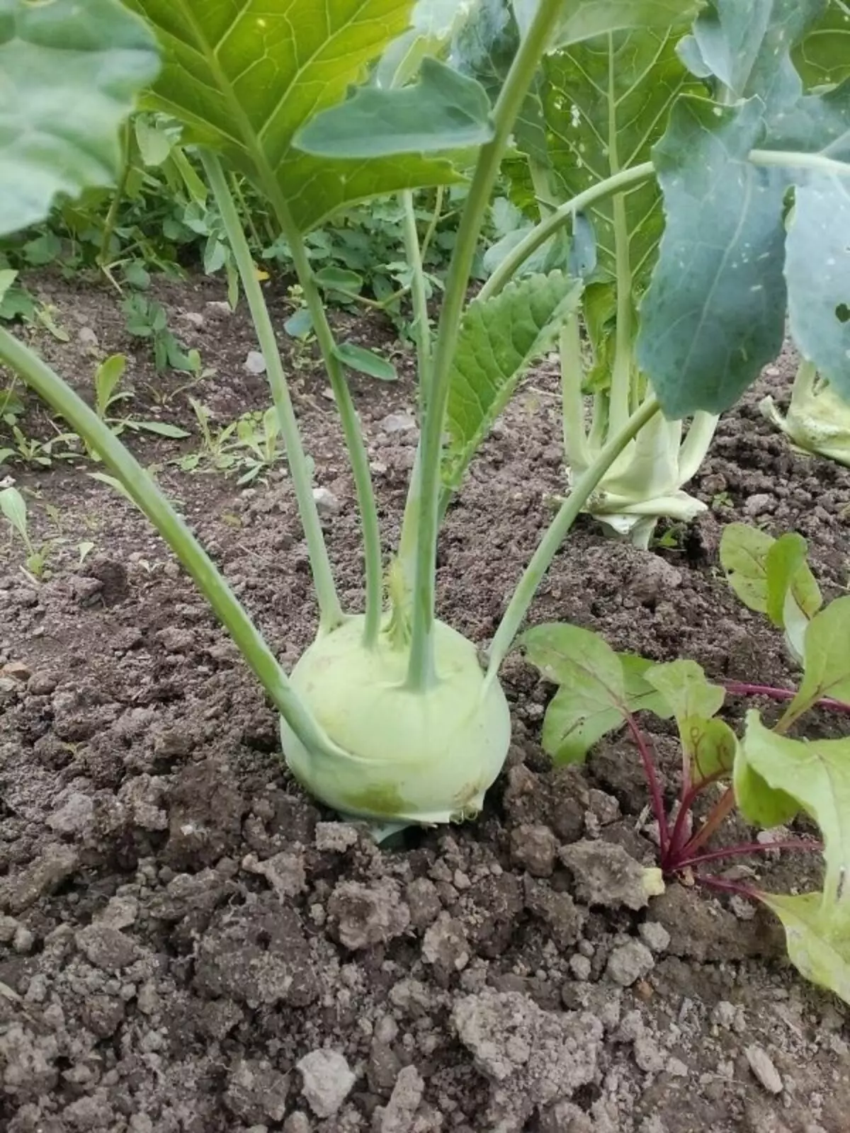 Cabbage Kohlrabi.