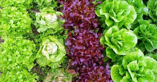 Các loại salad khác nhau