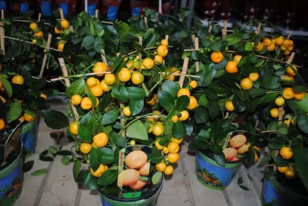 Cómo crecer mandarina desde el hueso en casa.