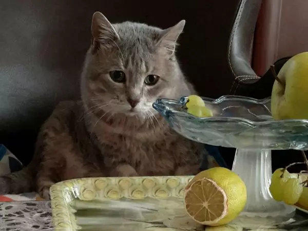 Mushuk va limon