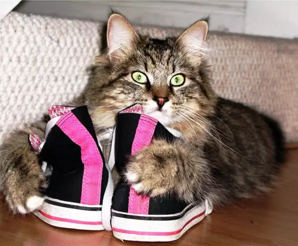 Kucing lan sneakers