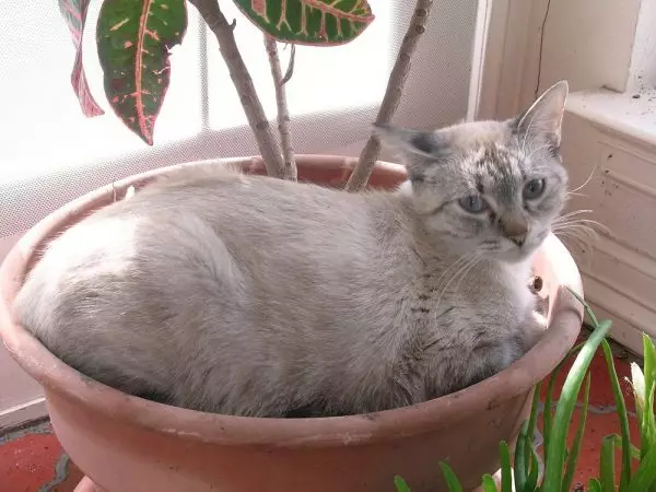 Kucing ing pot karo kembang
