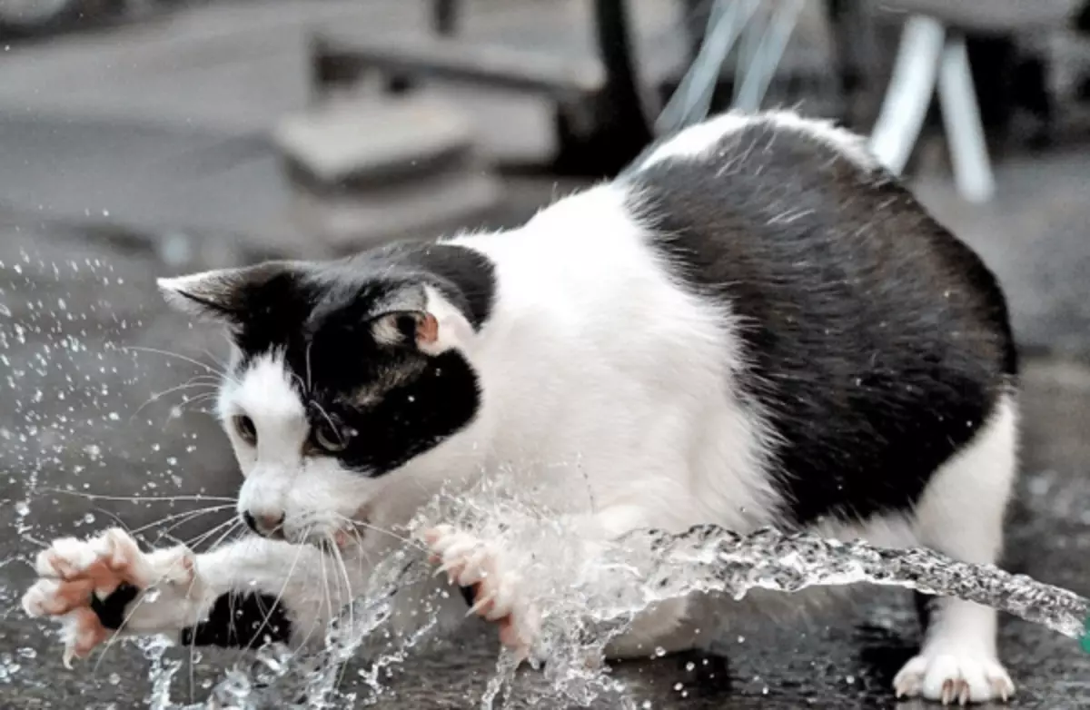 Firwat Catzen Angscht wéi Waasser: Risatioun vun Angscht, d'Regele fir doheem ze bestueden, ass et méiglech eng Kaz fir Waasserprozeduren ze léieren, Video Prozedure