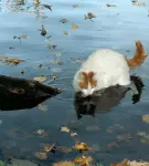 Pisică în lac