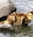 Cat stands in the river