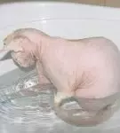 Kaķis sfinks atrodas vannā