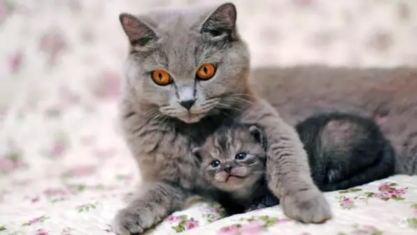 Anne kedi ve yavru kedi