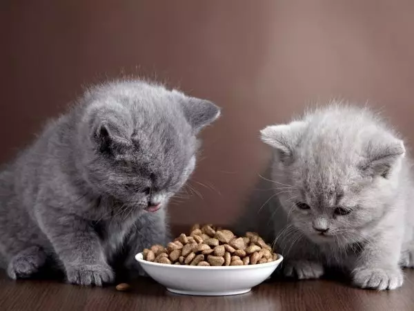 Хранење мачиња