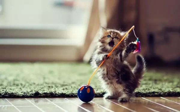 Playing kitten