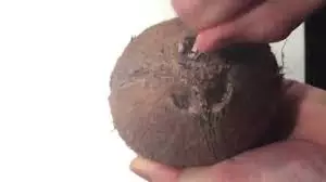Apa yang terlihat seperti kacang kelapa