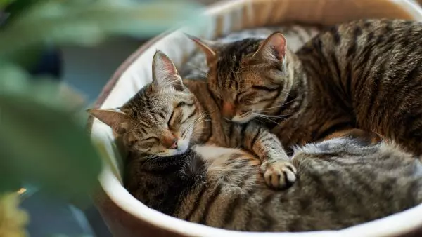 Katzen schlafen nebeneinander