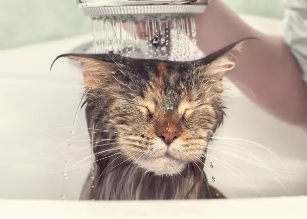 Bathes Cat