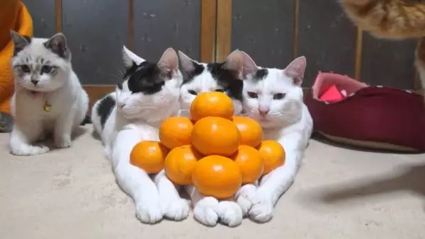 Котките спокойно реагират на мандарини