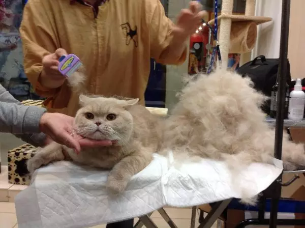 Мачката е изведена од фурминатор, слајд на волна во близина