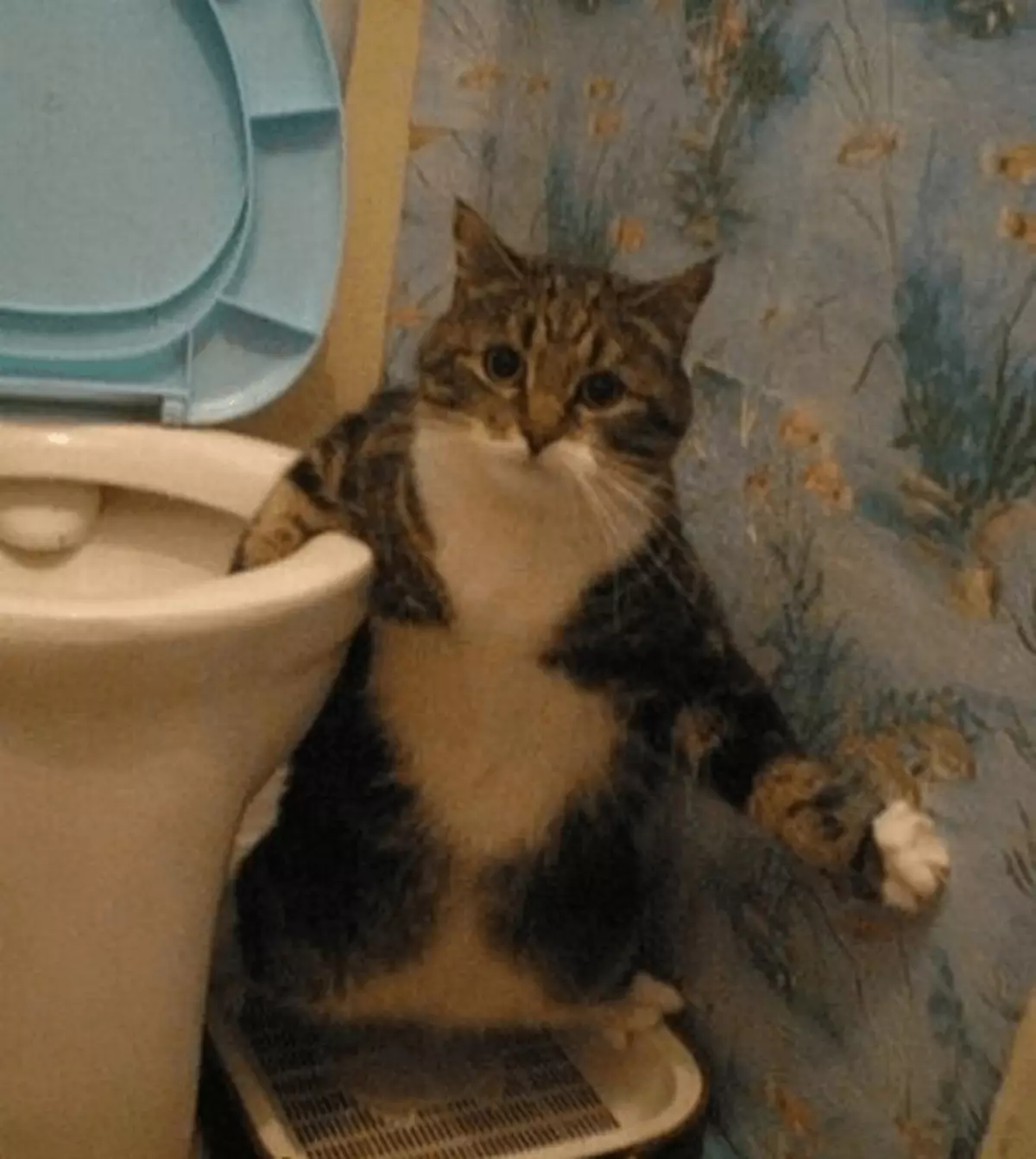 Cat sa isang tray malapit sa toilet.