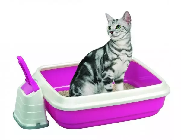 Cat sa isang pink tray.
