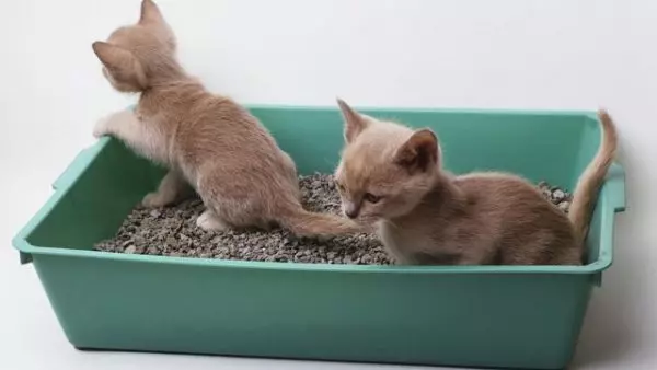 Twa kitten yn in kraan