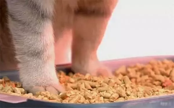 Feline paws ao anaty lovia