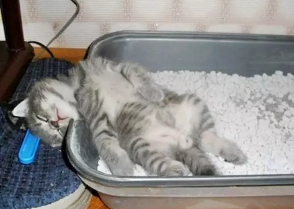 Kitten sleeps in the tray