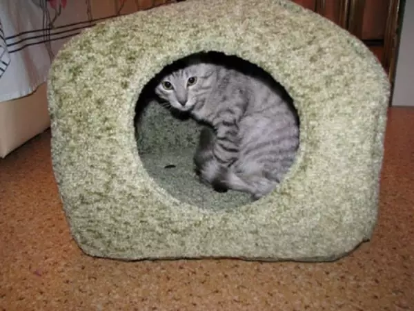 Mačka u kuću od tkanine