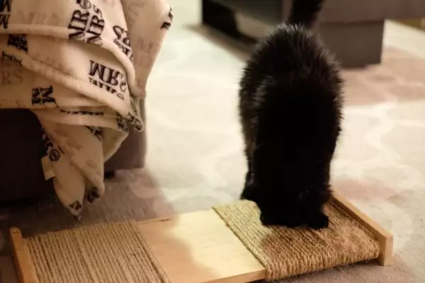 Cat sliffing cogttichka