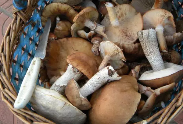 Gljive su prethodno pročišćene u šumi