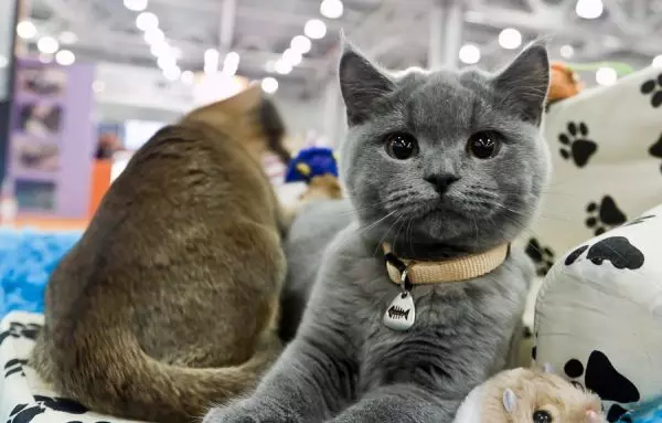 Cat at the exhibition