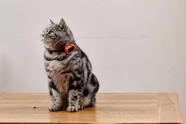 Kucing ing krah kanthi bantalan