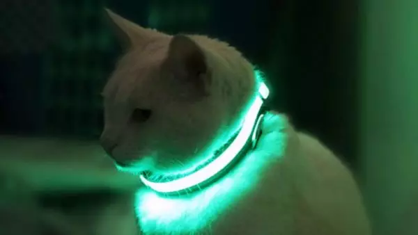 Cat in luminous collar