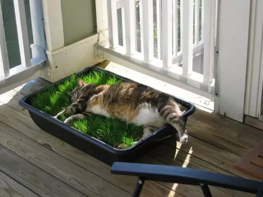 Il gatto si trova in un vassoio con l'erba