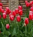 Ama-Tulips