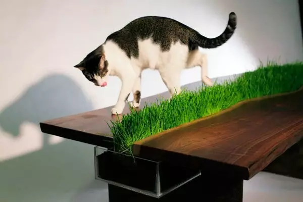 Rumput untuk kucing di atas meja kopi