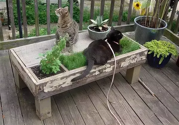 Katės ant balkono tarp stovo esančių augalų