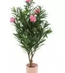 Kamar Oleander.