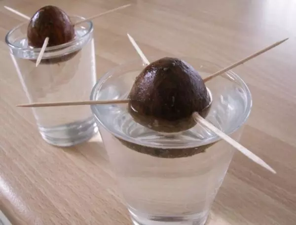 кости авокадо в очила с вода