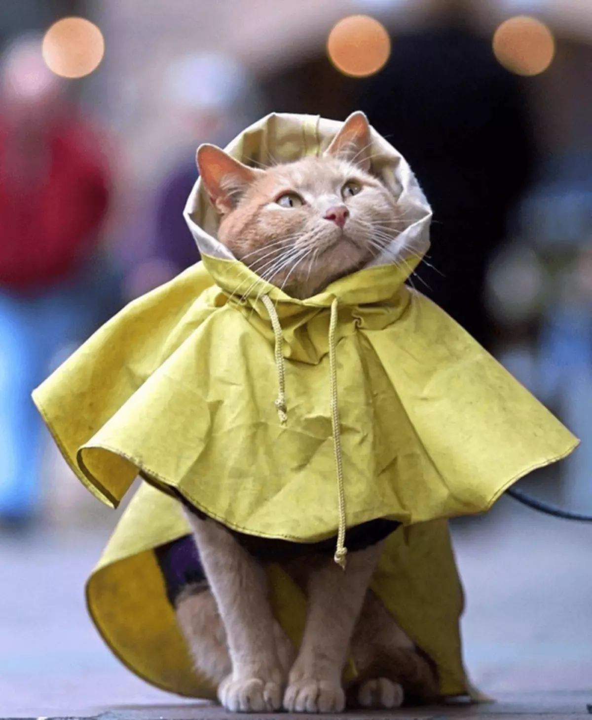 Yağmurlukta kedi